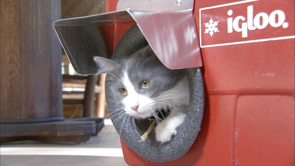 WATCH: Coolers Turned Into Cat Shelters Video | All Good
