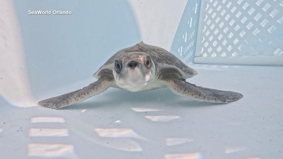 Watch GMA3 Season 6 Episode 68 Fri, Dec 26, 2025 Online