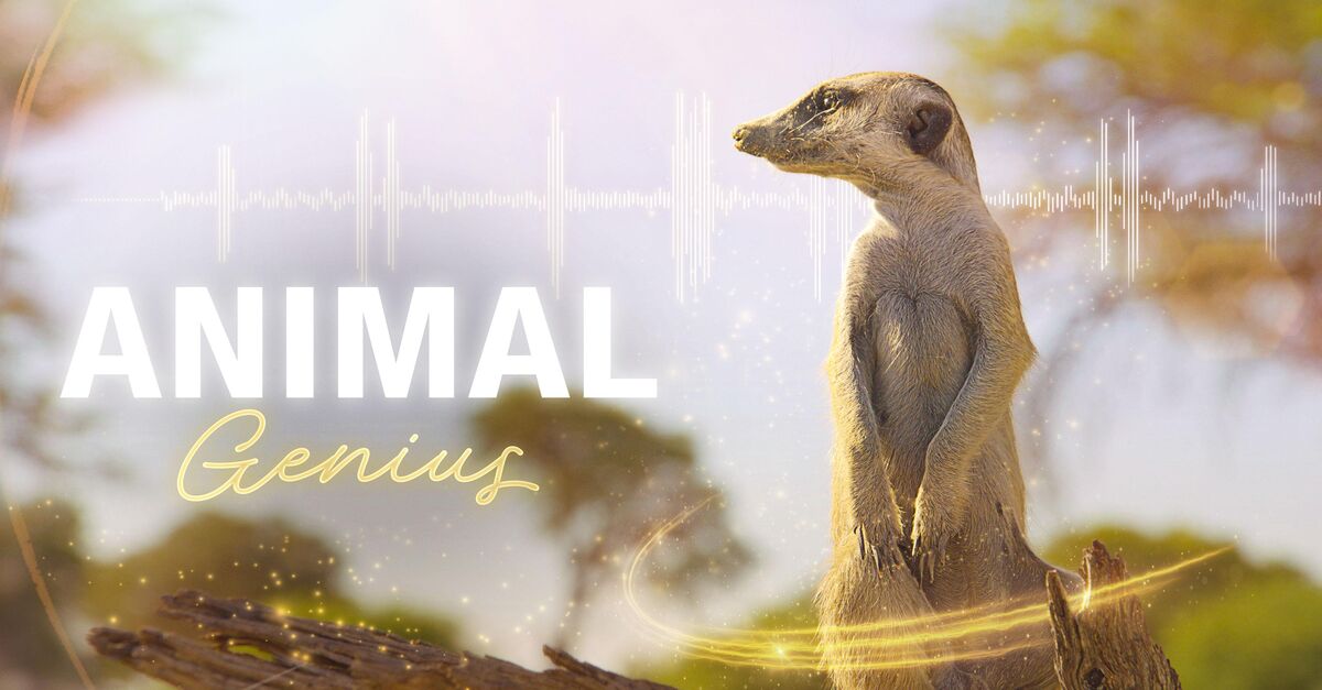 Watch Animal Genius TV Show - Streaming Online | Nat Geo TV