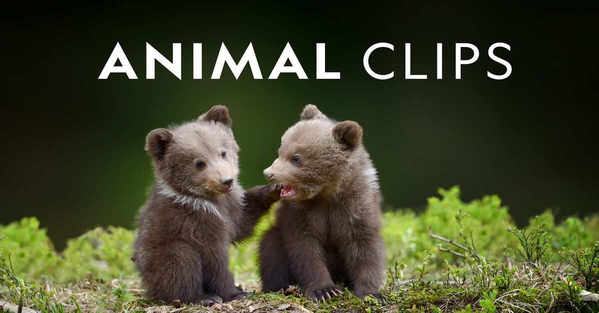 About Animal Clips TV Show Series