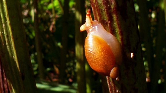 WATCH: Halloween Special: Real-Life Zombies | Animal Clips