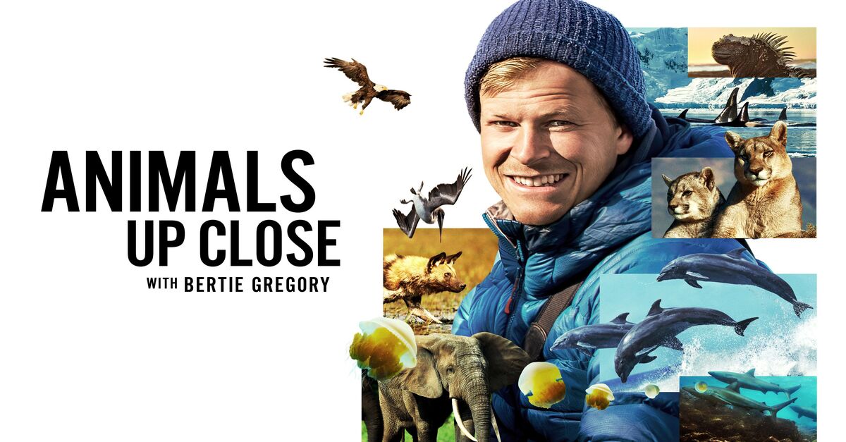 Watch Animals Up Close With Bertie Gregory TV Show - Streaming Online ...