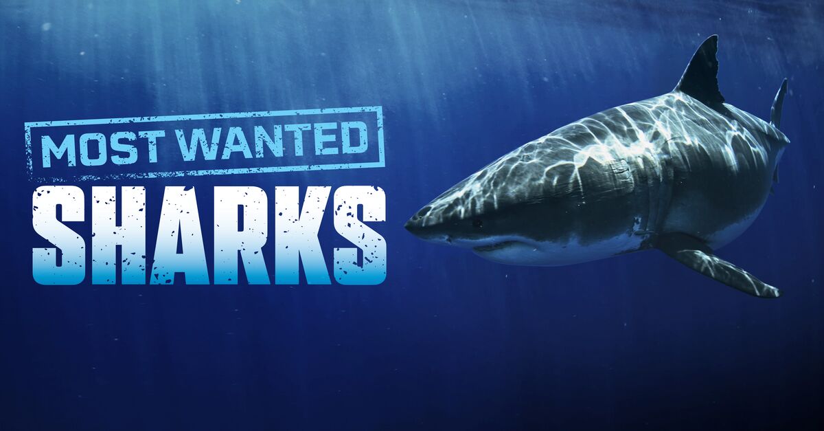 Watch Most Wanted Sharks TV Show - Streaming Online | Nat Geo TV