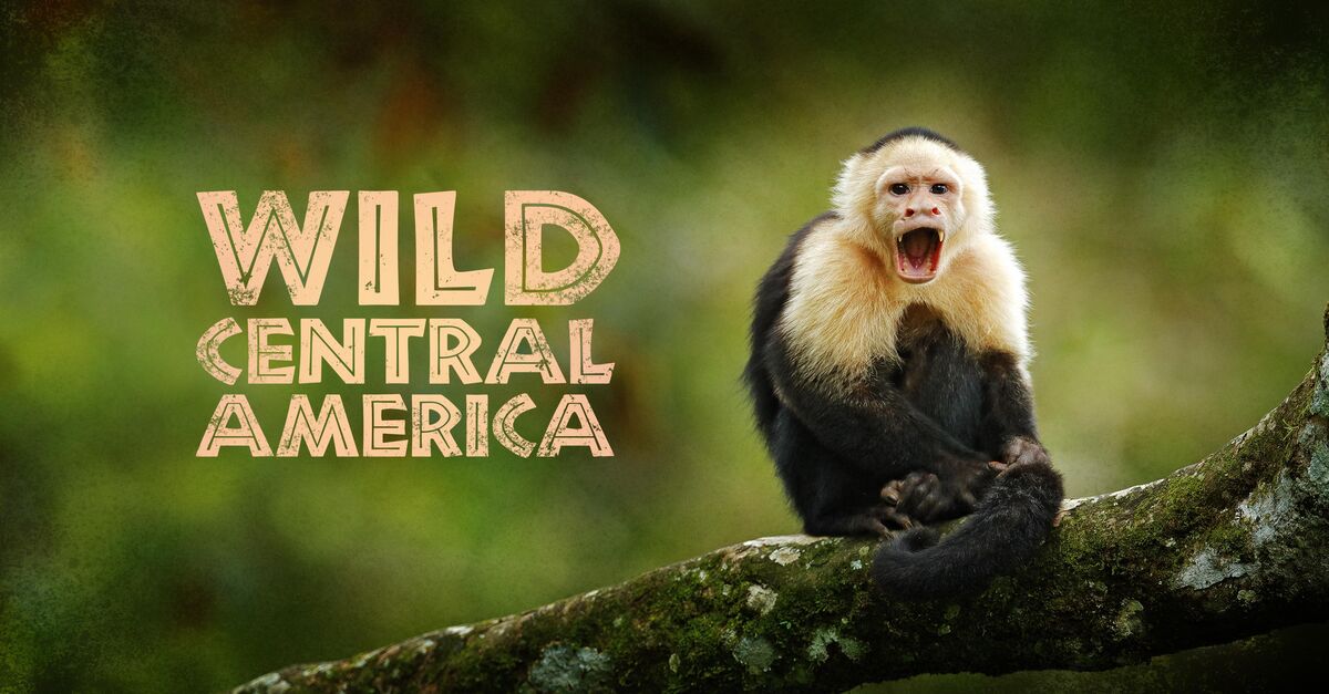 Wild Central America Full Episodes | Watch Online