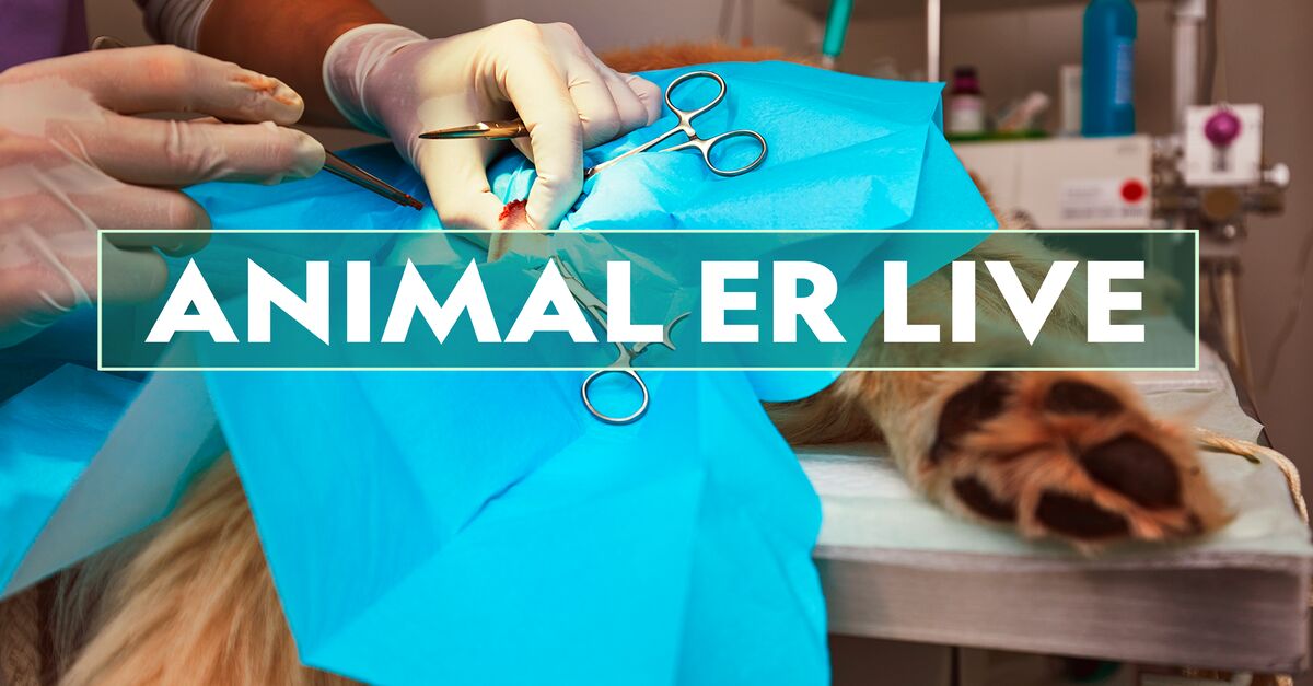 Watch Animal ER Live TV Show - Streaming Online | Nat Geo TV