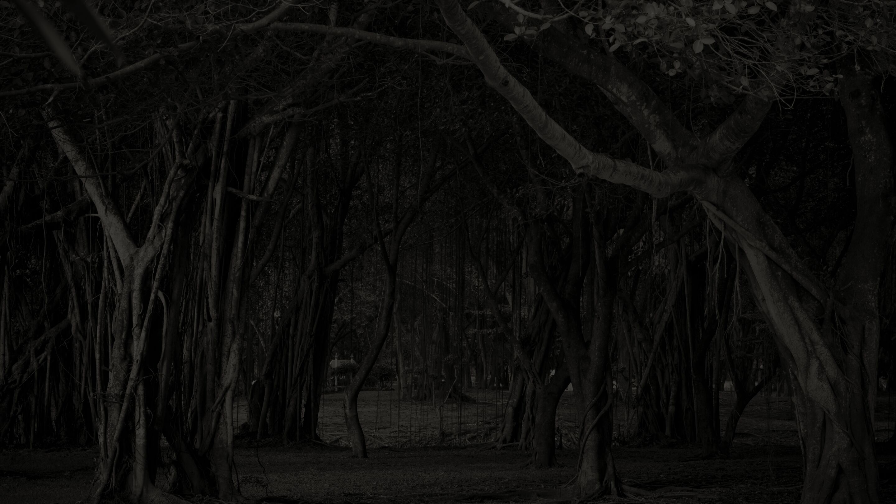 About Animal Fight Night TV Show Series