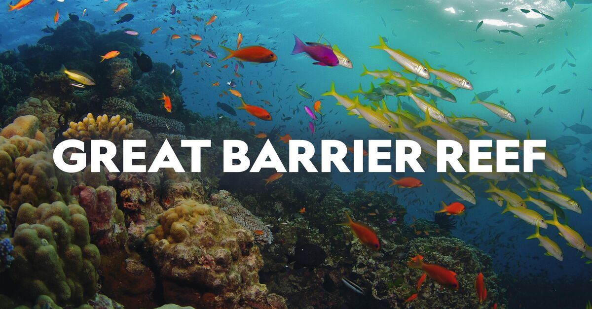 Great Barrier Reef Full Episodes | Watch Online