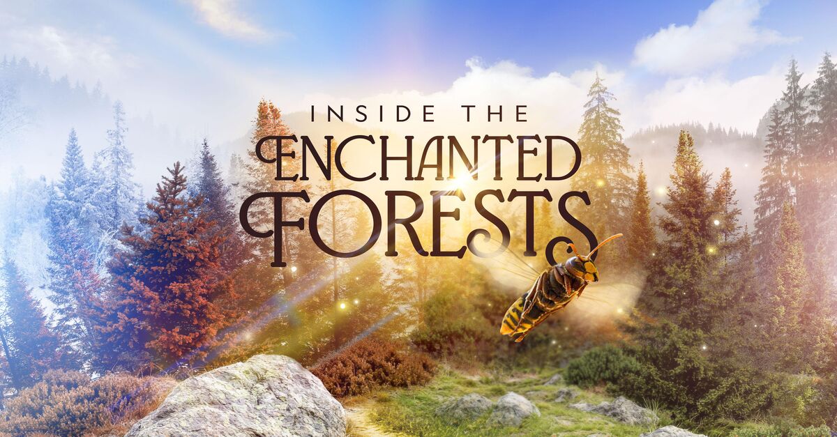 Watch Inside the Enchanted Forests TV Show - Streaming Online | Nat Geo TV