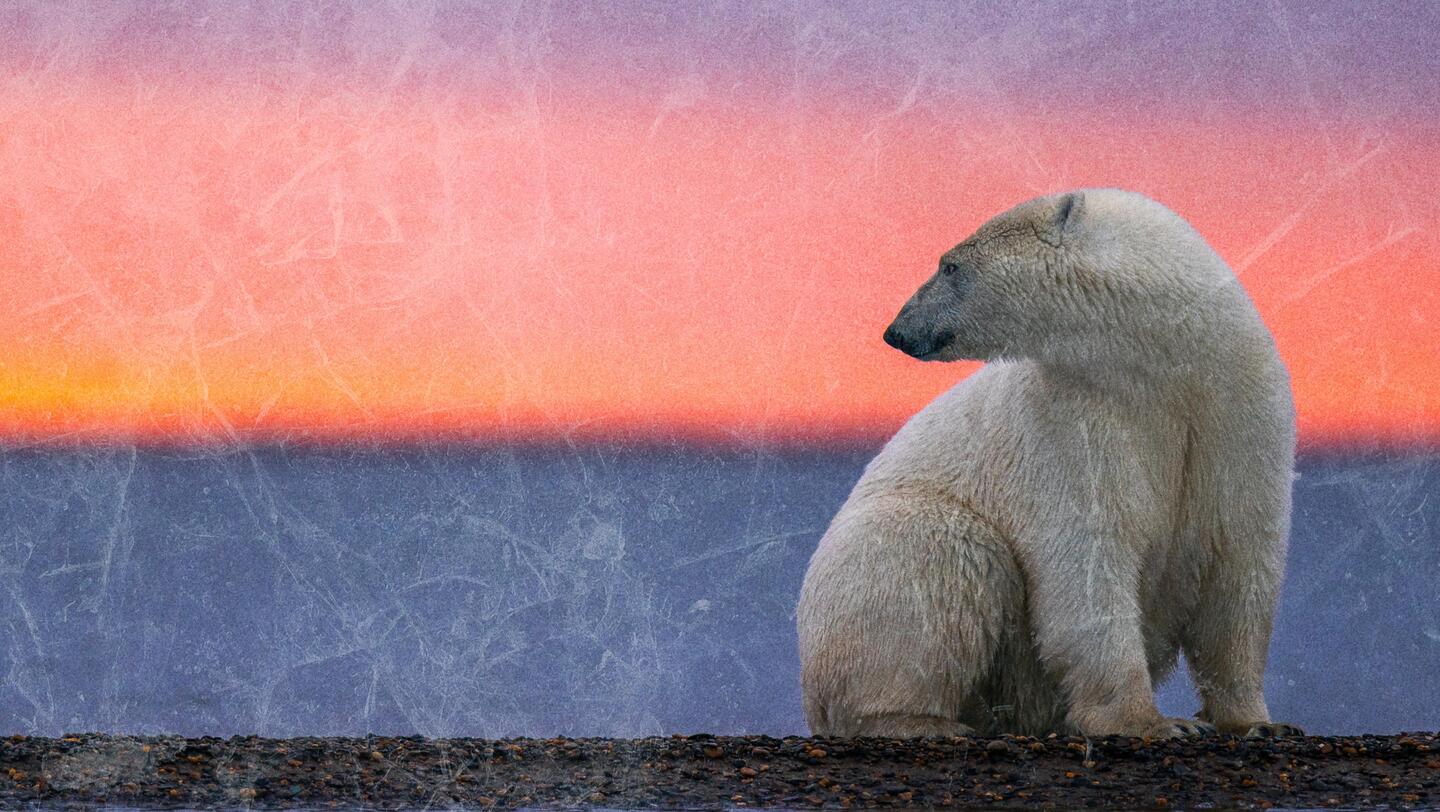 Nat Geo Wild - Watch Free on ABC.com