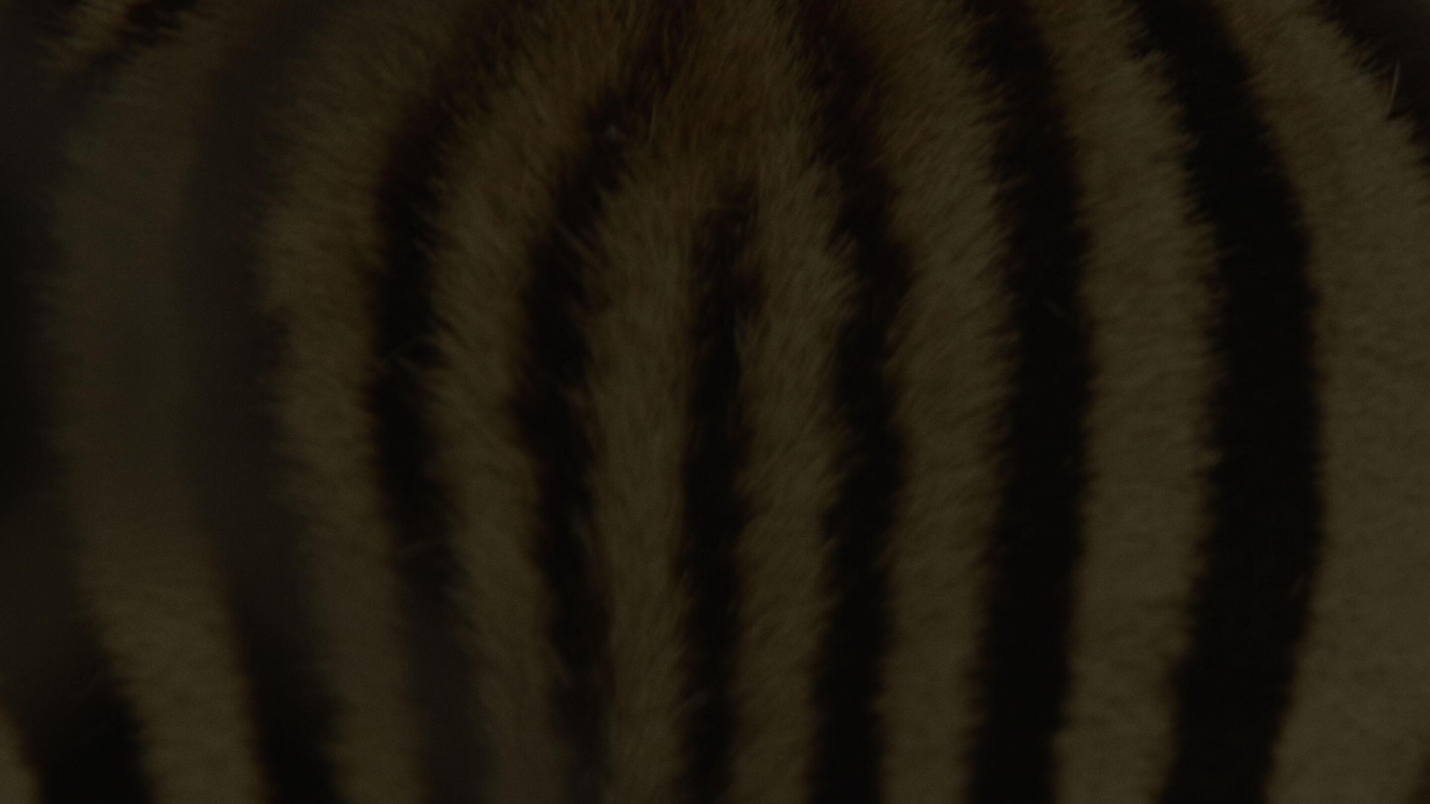 Watch Magic of Disney's Animal Kingdom TV Show - Streaming Online | Nat ...