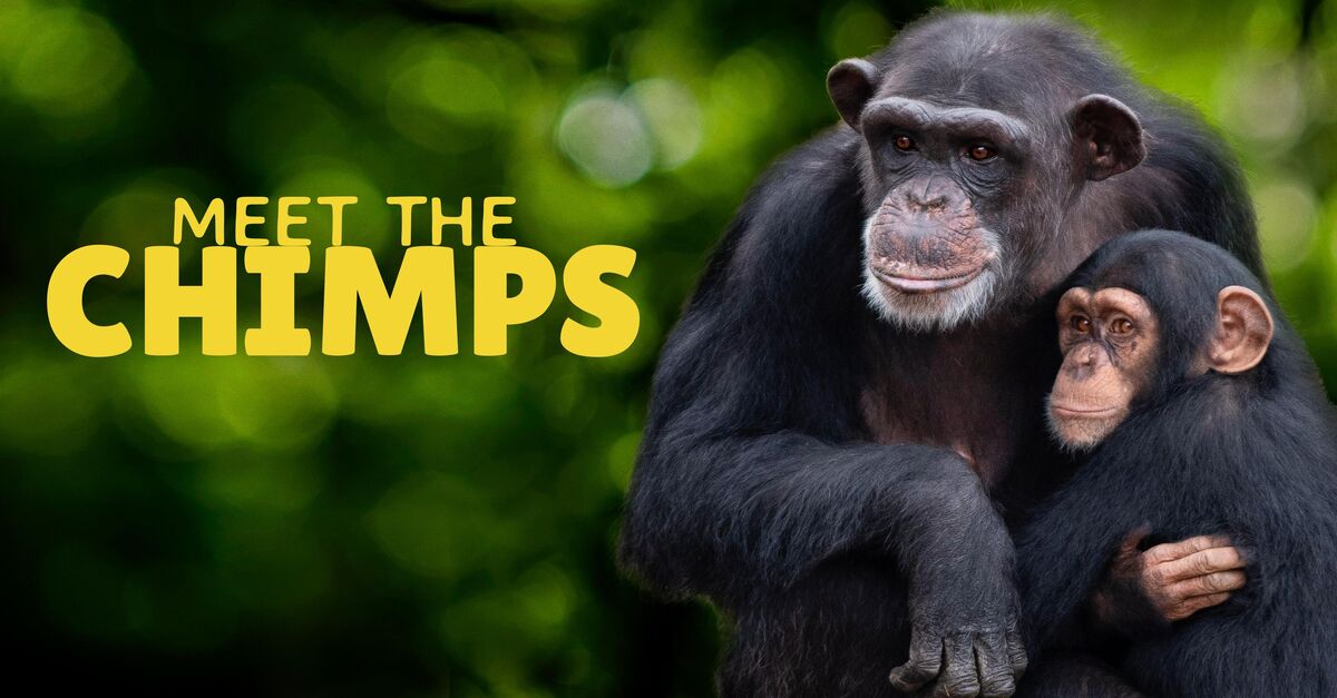 Watch Meet the Chimps TV Show - Streaming Online | Nat Geo TV