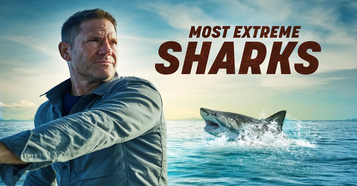 Watch Most Extreme Sharks TV Show - Streaming Online | Nat Geo TV