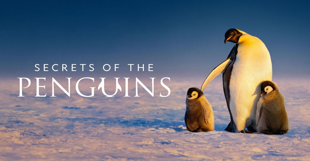 Watch Secrets of the Penguins TV Show - Streaming Online | Nat Geo TV