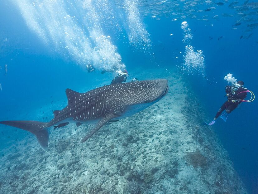 National Geographic TV Shows, Specials & Documentaries