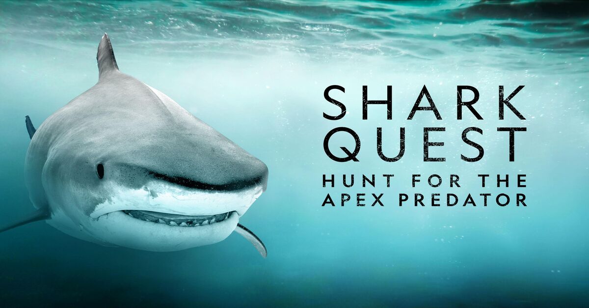 About Shark Quest: Hunt for the Apex Predator TV Show Series