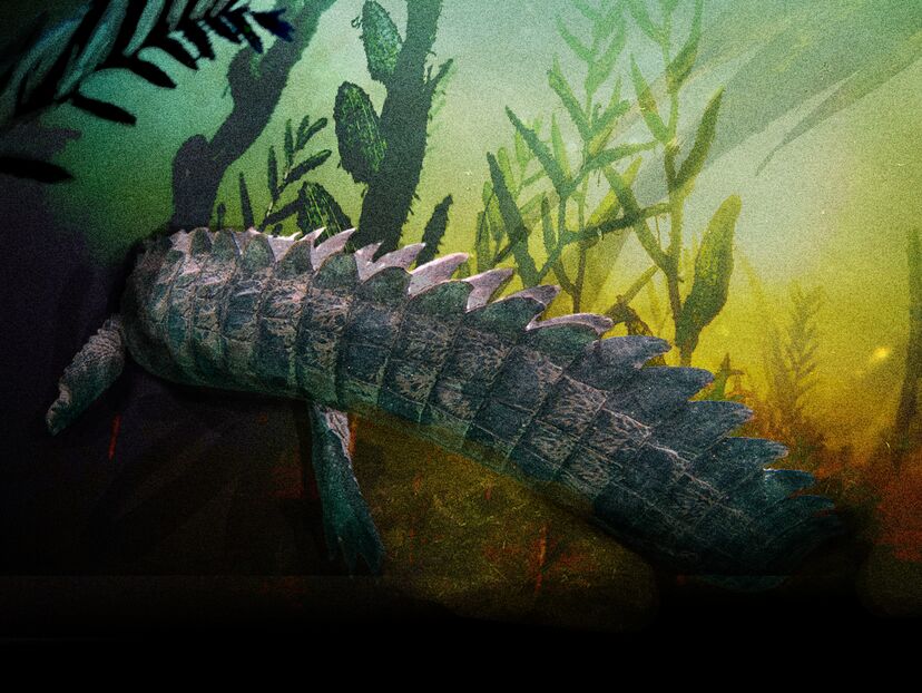 National Geographic TV Shows, Specials & Documentaries