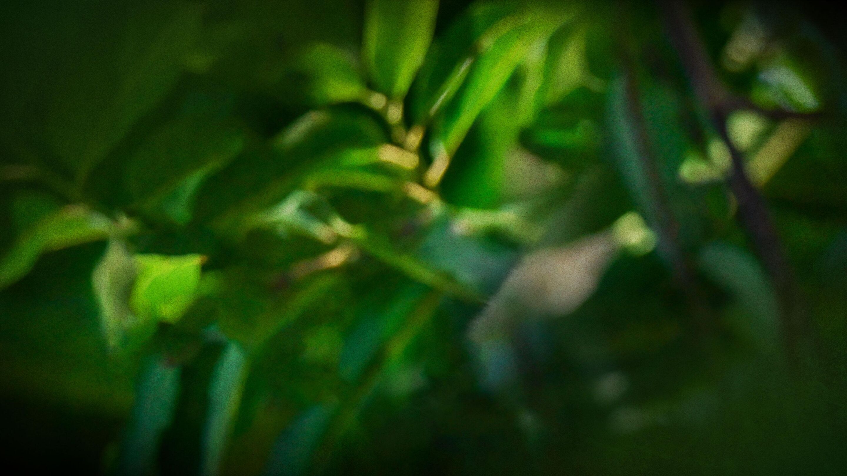 About Super Animals TV Show Series