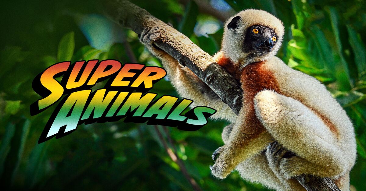 About Super Animals TV Show Series