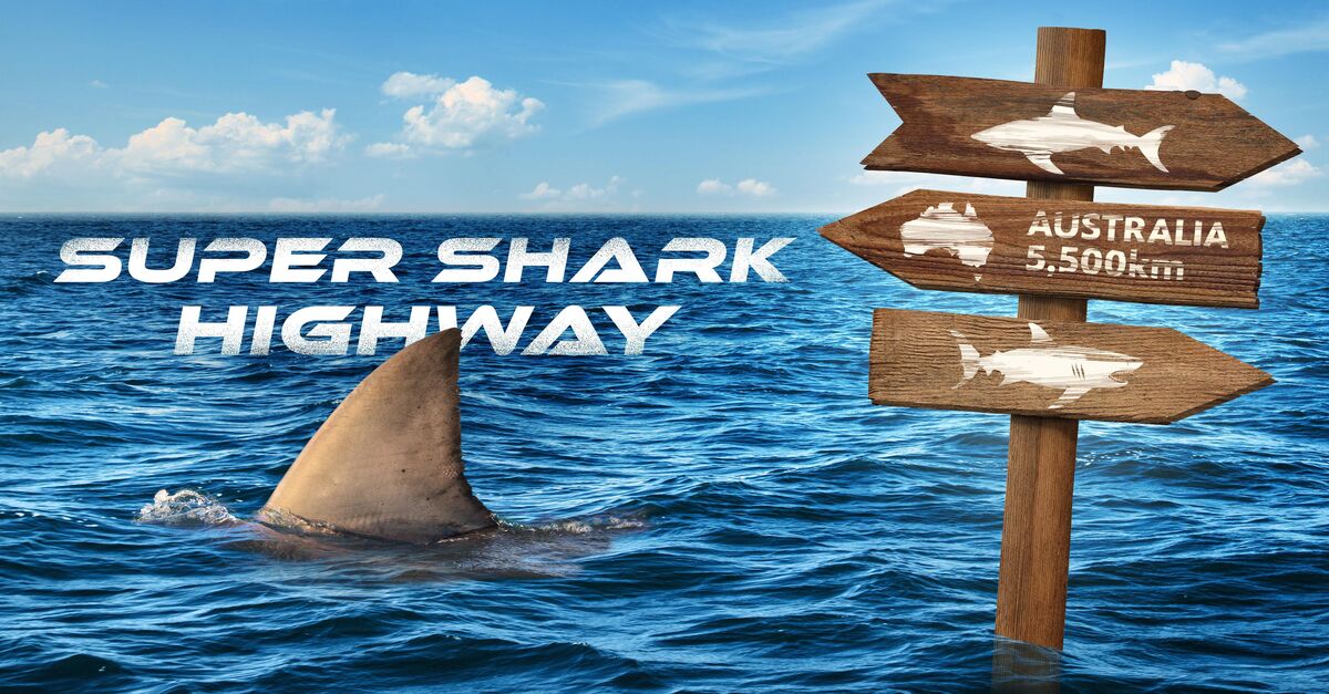 Super Shark Highway Full Episodes | Watch Online