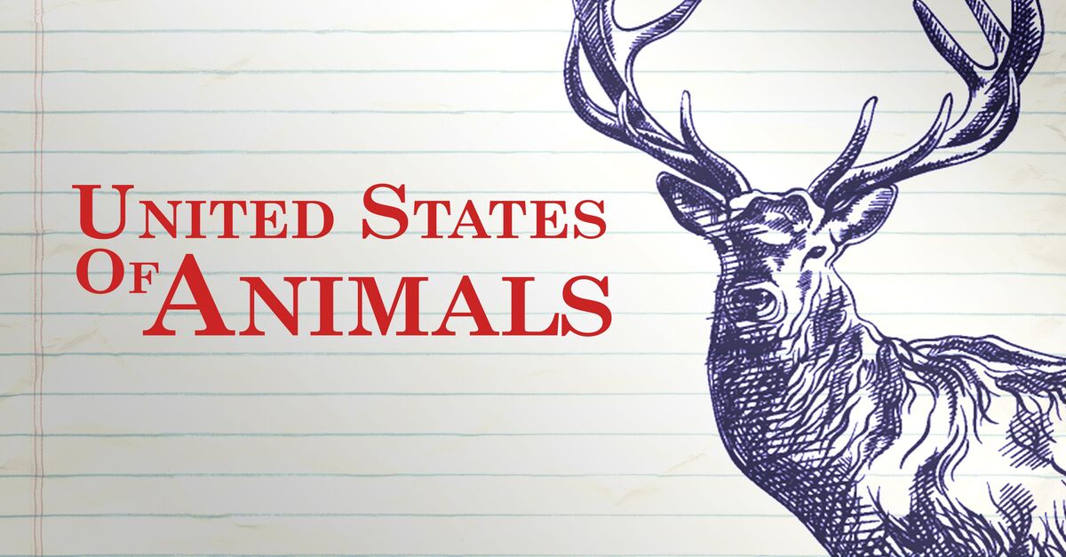 About United States of Animals TV Show Series
