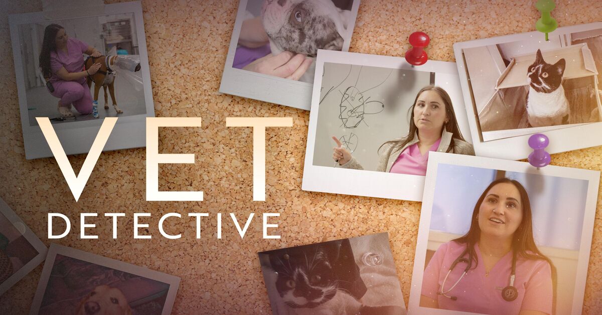 About Vet Detective TV Show Series