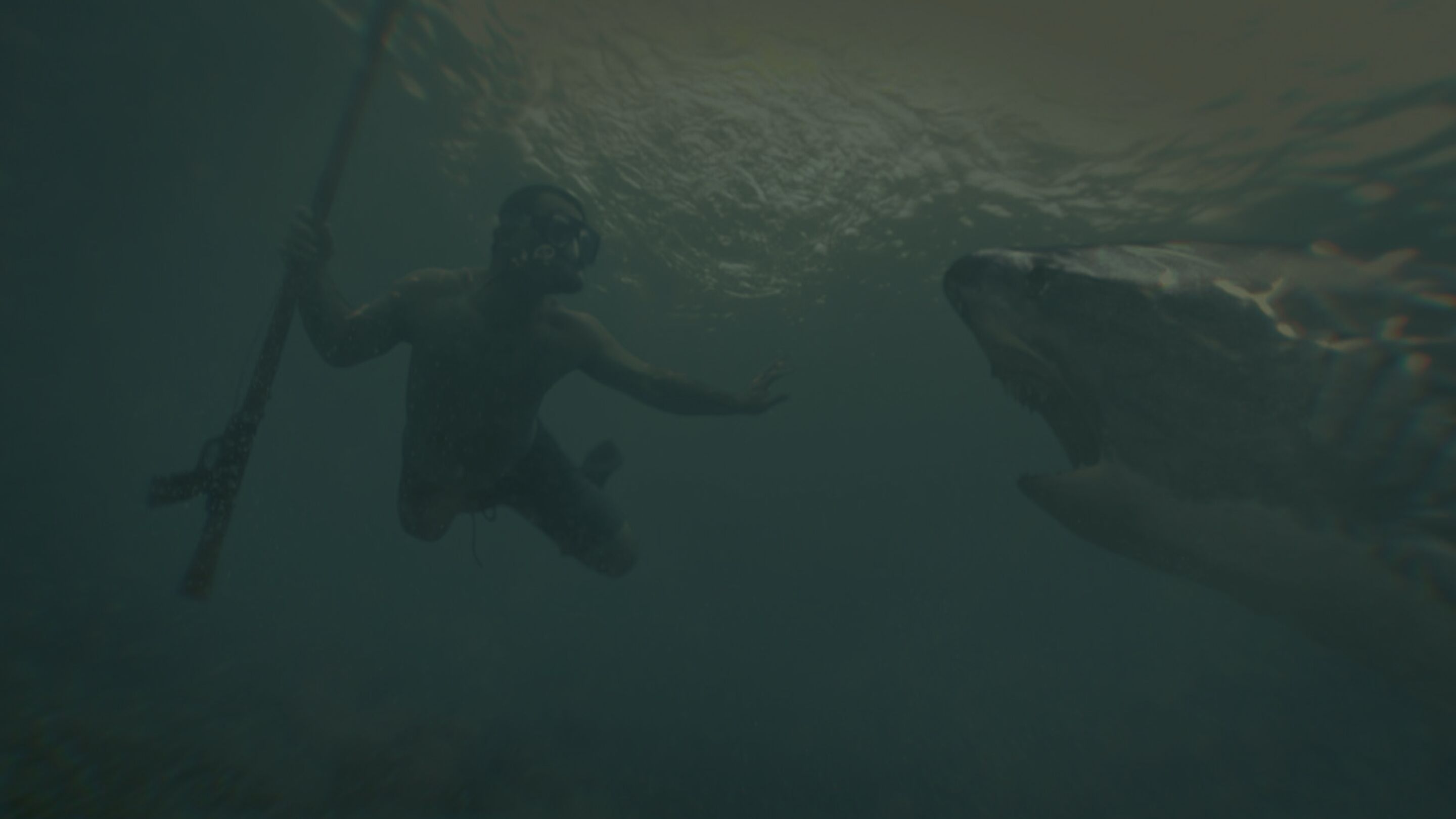 About When Sharks Attack TV Show Series