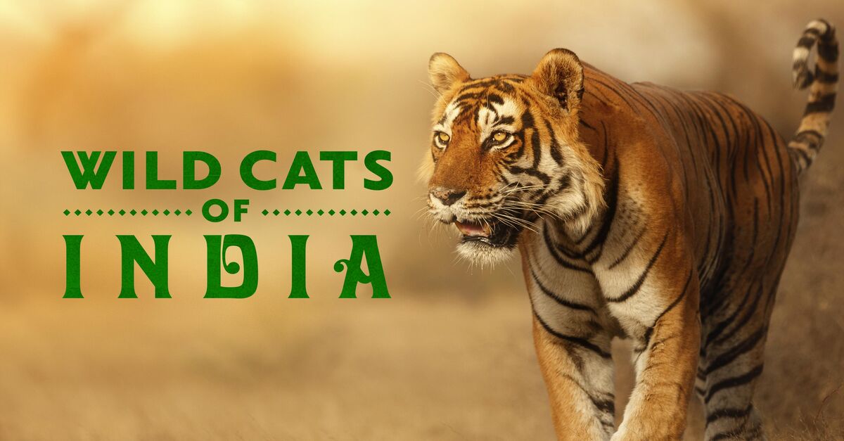 About Wild Cats of India TV Show Series
