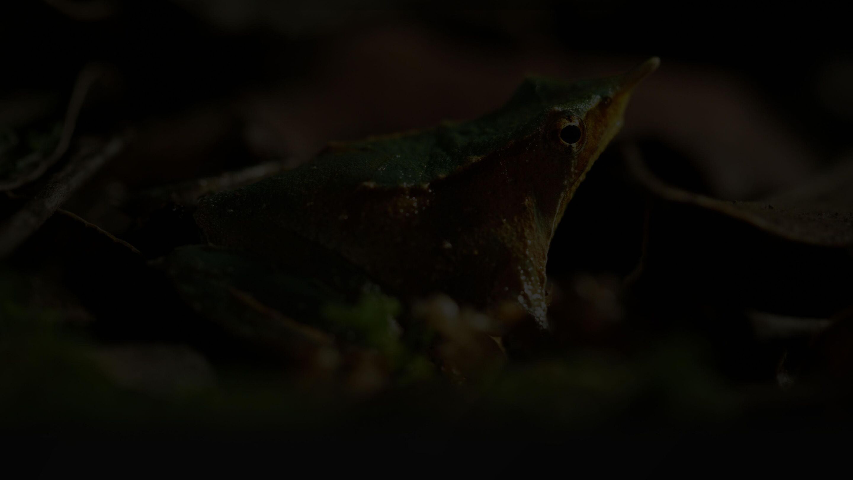 Watch Wild Chile TV Show - Streaming Online | Nat Geo TV