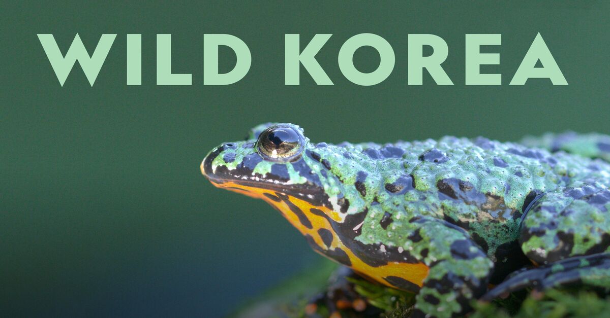 About Wild Korea TV Show Series