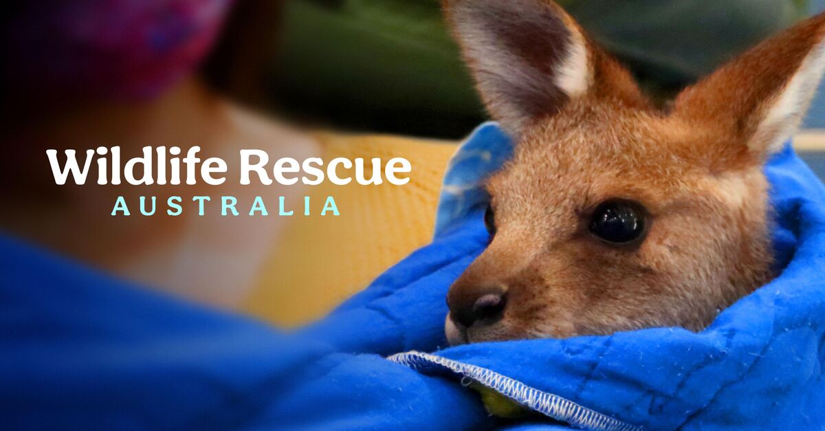 Watch Wildlife Rescue Australia TV Show - Streaming Online | Nat Geo TV