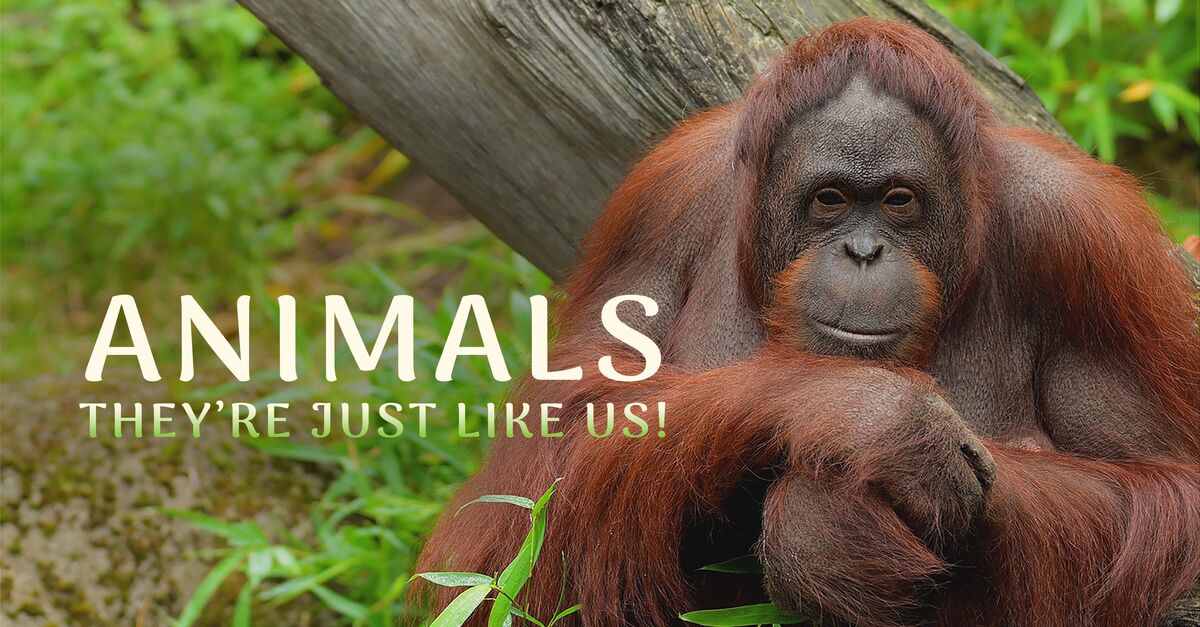 Animals, They're Just Like Us Full Episodes | Watch Online