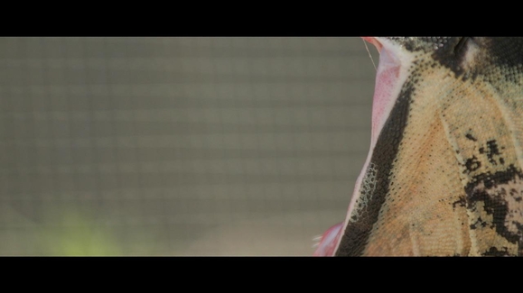 Watch Aussie Snake Wranglers: Deadly Pursuit Season 2 Episode 3 Duck ...